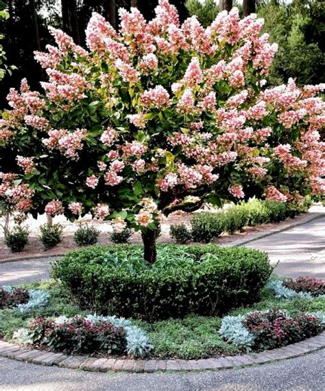 Tree Like Hydrangea Online Puzzle