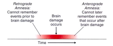 Kaarten Cognition Chapter 5 Long Term Memory Quizlet