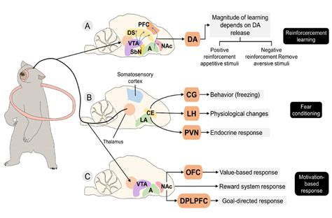 Neural Circuits Activated During Motivation Reward And Fear
