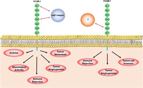 Frontiers Roles Of Intercellular Cell Adhesion Molecule 1 60 Off