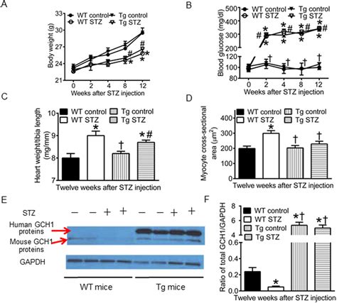 Human Gtp Cyclohydrolase 1 Gch1 Transgene Drives Gch1 Protein Download Scientific Diagram