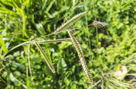 Guide To Dallisgrass Identification And Control Gecko Green Lawn Care And Pest Control