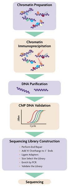 Active Motif Chromatin IP ChIP For Next Generation Sequencing NGS