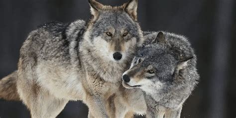 Do Wolves Hibernate Discover Now Cool Wood Wildlife Park