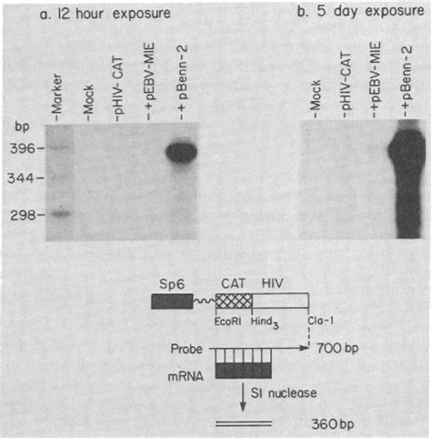 Hiv Long Terminal Repeat Semantic Scholar