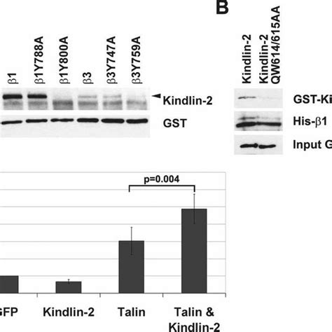 Kindlin 2 Interacts With Integrin Tails And Is Required For Integrin Download Scientific