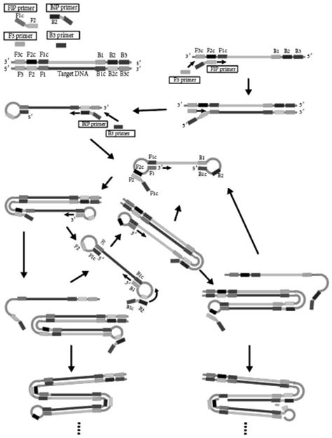 digital loop mediated isothermal amplification method eureka patsnap