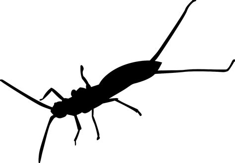 Planococcus Citri By Kamil S Jaron Cc0 1 0 Phylopic