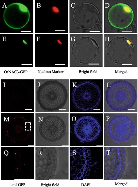 Subcellular And Cellular Localization Of Osnac3 A H Rice Protoplast
