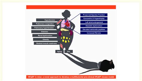 Hfpef In Mice A Novel Approach To Develop A Multifactorial