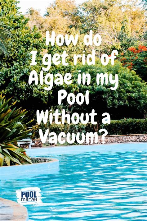 Is Swimming Pool Algae Dangerous Pool Algae Types Safety Artofit