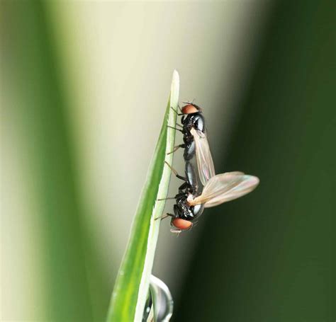 Discover The 5 Different Types Of Gnats Buzzing Around This Summer A