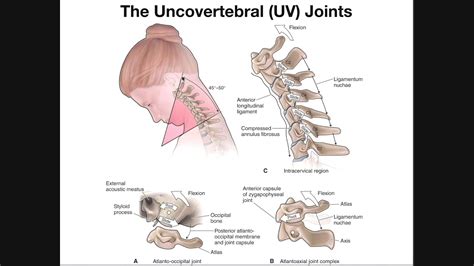 The Uncovertebral Uv Joints Of The Cervical Spine Youtube