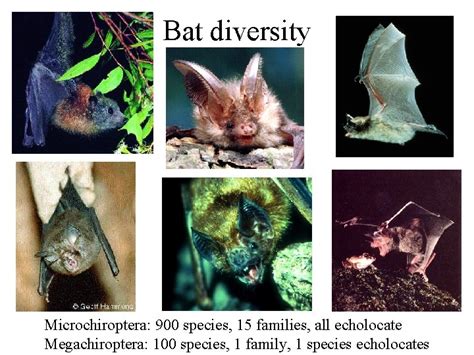 Echolocation Diversity Organisms Sound Production And Reception Information