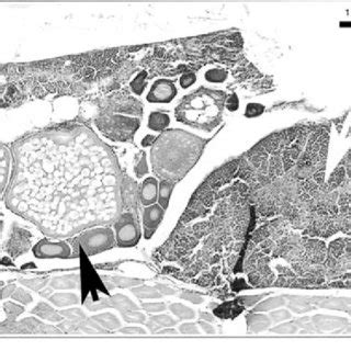 Sex Ratios In Zebrafish Exposed From 10 To 38 Days Post Hatch To Download Scientific Diagram