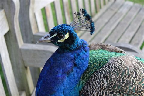 Pretty Peacock Everyphototunity