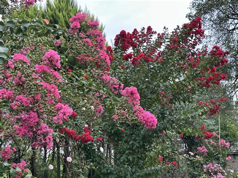 დიდაჭარი დიდაჭარის საჯარო სკოლის გუნდი ნორჩი ეკოლოგები