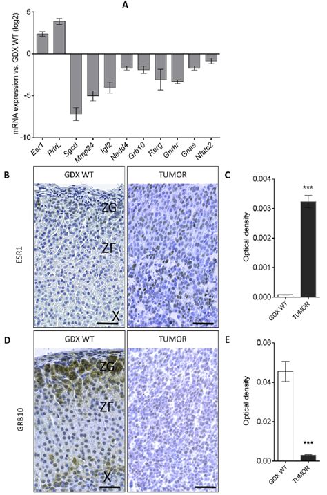 Validation Of The Targets Suggested By Microarray Study Part One A Download Scientific