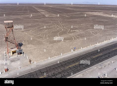 Aerial The Tree Nazca Geoglyph Nazca Lines Nazca Peru South