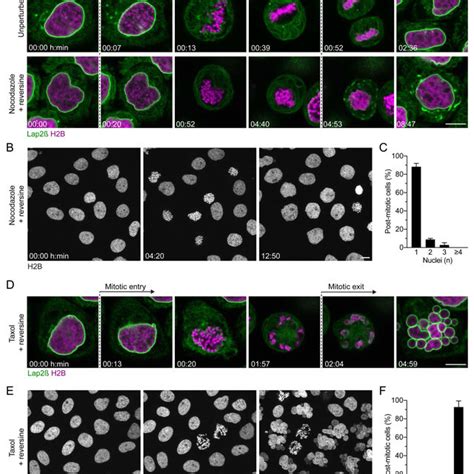 A Spindle Independent Mechanism Shapes A Single Nucleus From A Set Of Download Scientific