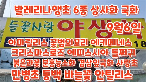 국화 발레리나앵초6종 상사화 크리스마스로즈 구절초 사랑초 의정부들꽃사랑 Youtube