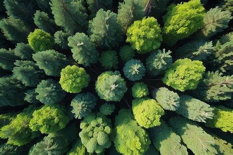 Premium Photo Birds Eye View Of Trees Background With Copy Space