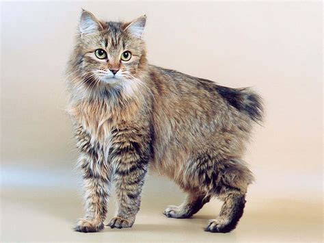 [100 ] Kurilian Bobtail Wallpapers