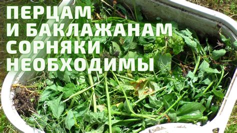 Подкормка Для ПЕРЦА И БАКЛАЖАНОВ. КАК Быстро Приготовить. Домашние ...