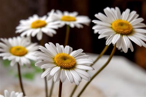 카모마일 데이지 꽃들 Pixabay의 무료 사진 Pixabay