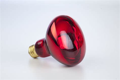 Reptiliendoktor - Der große Terrarienlampen-Check