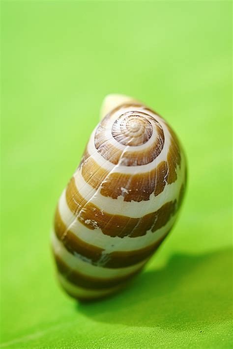 100 달팽이 배경화면 고화질 스마트폰 배경 화면 사진 Pngtree