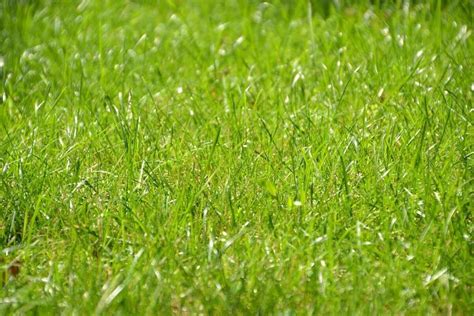 Best Grass Types For Peoria Illinois Wikilawn