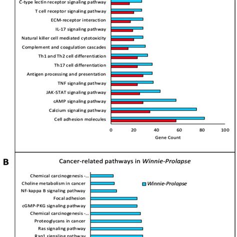 Bar Chart Where The Number Of Genes Is Shown On The X Axis And The Kegg Download Scientific