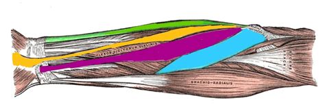 Extra Muscles Anterior Forearm Diagram Quizlet