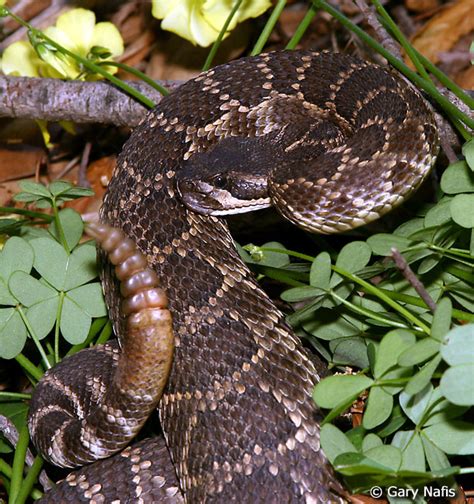 Southern Pacific Rattlesnake Crotalus Oreganus Helleri