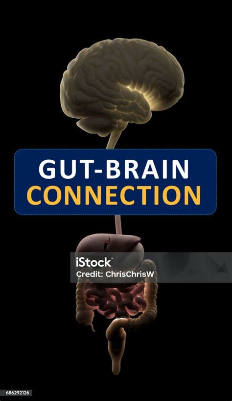 창 자두뇌 연결 또는 창 자 뇌 축입니다 뇌에 창 자에서 연결을 보여주는 컨셉 아트 3d 그림입니다 뇌에 대한 스톡 사진 및 기타 이미지 Istock