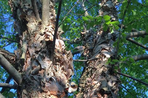 River Birch Tree Grow And Care Guide