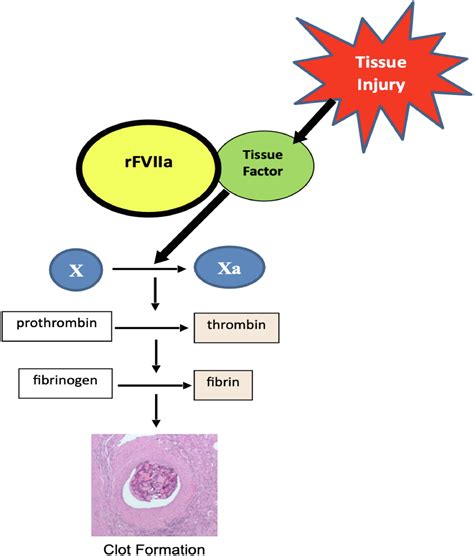 Efficacy Safety And Strategies For Recombinant Activated Factor Vii