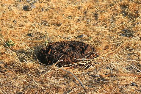 Cow Patty Manure Pasture Pooh Photo Background And Picture For Free