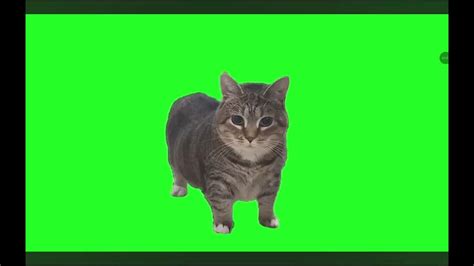 Ui Ui Ui Cat Youtube