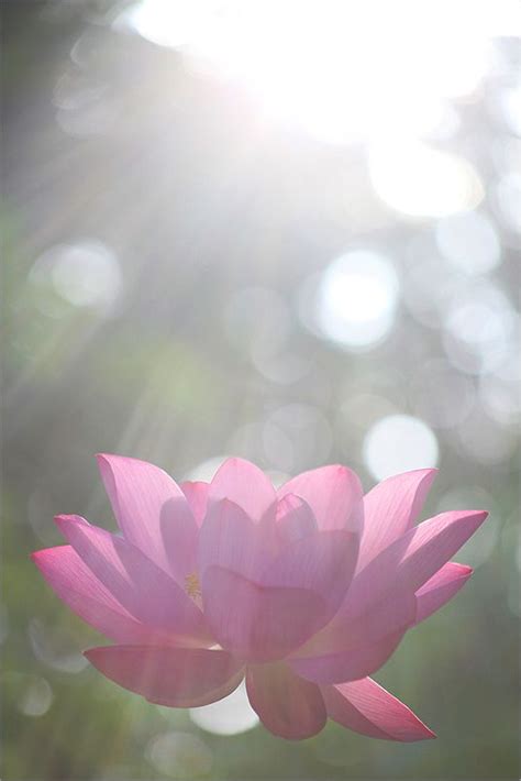 Lotus Flower At Sun Rise Img6200