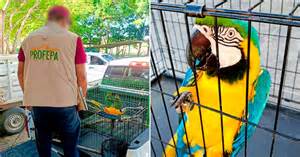 Guacamayas Loros Una Cebra Y Una Avestruz Profepa Rescata Animales