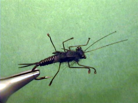 Giant Black Stonefly Nymph The Perfect Fly Store