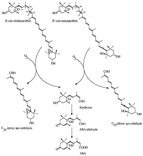 Proposed Pathway Of Aba Biosynthesis In Higher Plants Download