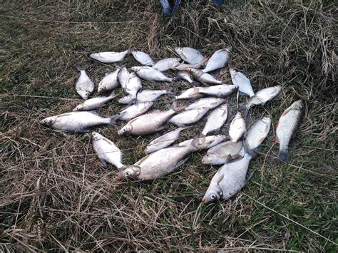 Отчет о рыбалке Река Ореховка — Нытвенский городской округ — рабочий