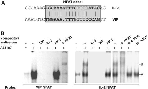 The Calcium Ionophore A23187 Induces Nfat Dna Binding In U373 Download Scientific Diagram