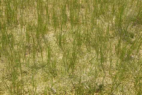 How To Prevent Creeping Bentgrass From Taking Over Your Lawn