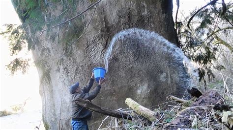 Mudfossil Research Youtube