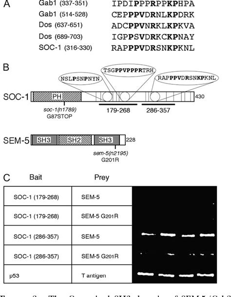 Figure 2 From The Adaptor Protein Soc 1 Gab1 Modifies Growth Factor