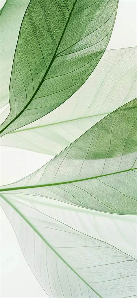 绿叶的脉络和纹理 花瓣网